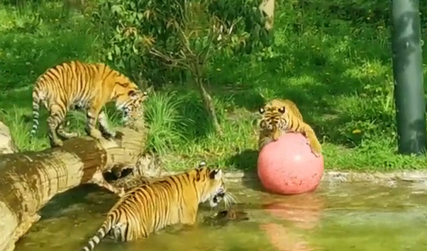 La entrañable imagen de dos cachorros de tigre de Sumatra bañándose por ... La entrañable imagen de dos cachorros de tigre de Sumatra bañándose por ...
