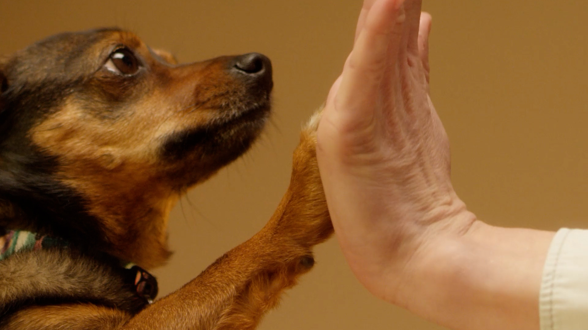 Por Que Los Ojos De Los Perros Lloran