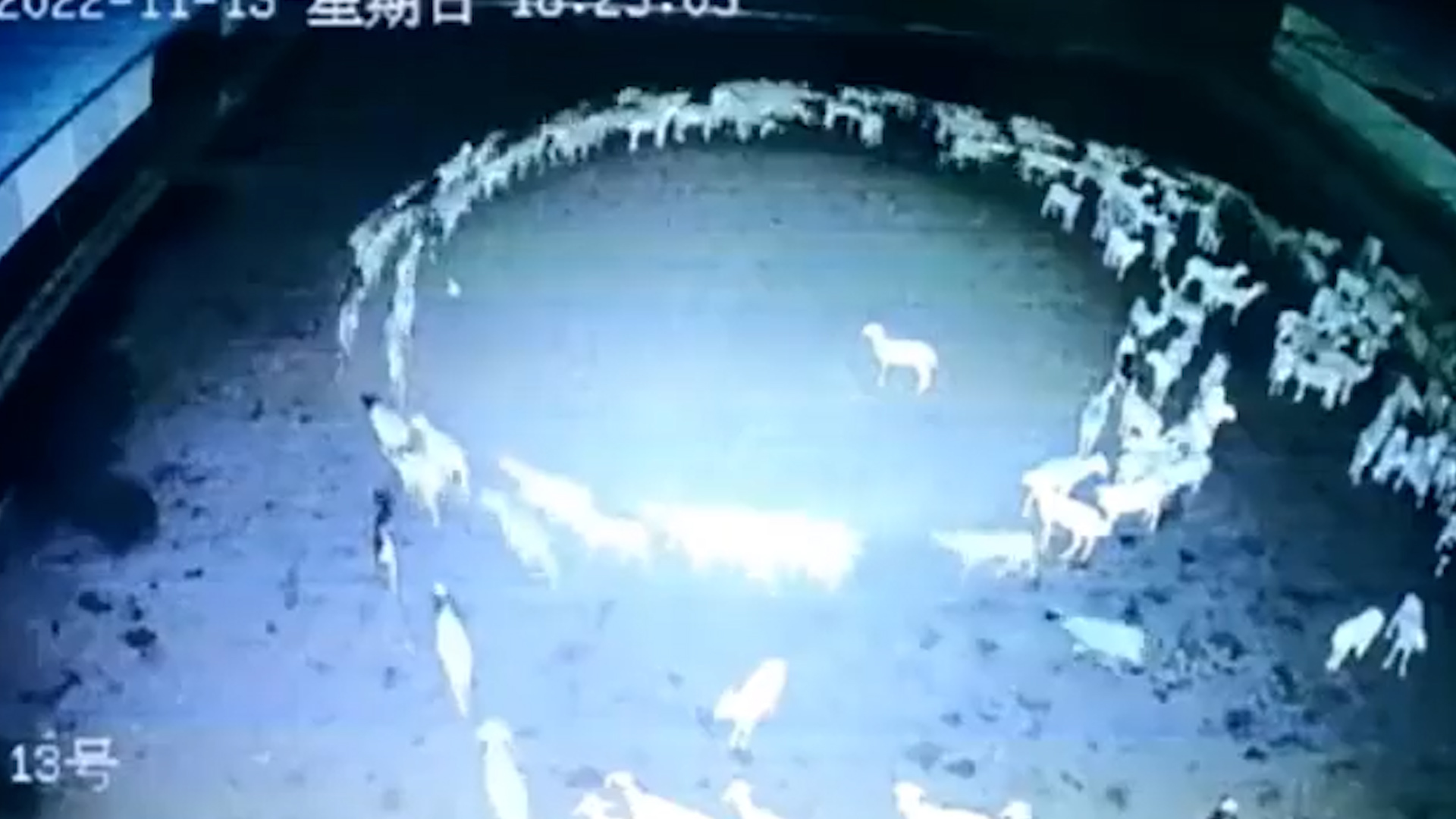 Hay Ovejas En China