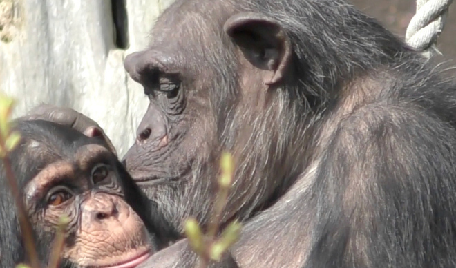 Un simio reconoce a su hermana en una foto tras 26 años sin verse | Ciencia