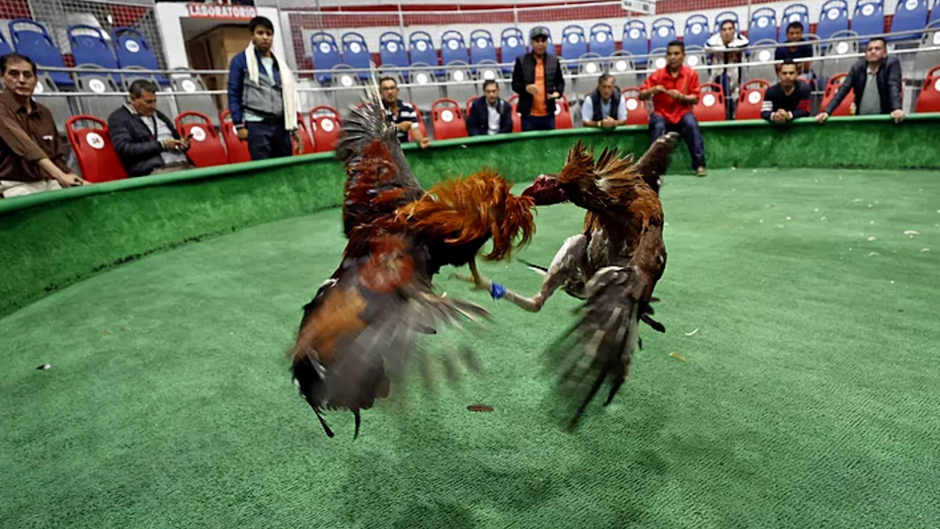 Peleas De Gallos