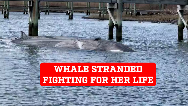 Whale 30 feet long stranded fights for her life struggling in the ...