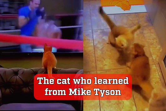 Meet the cat who learned to fight like Mike Tyson - MARCA TV English