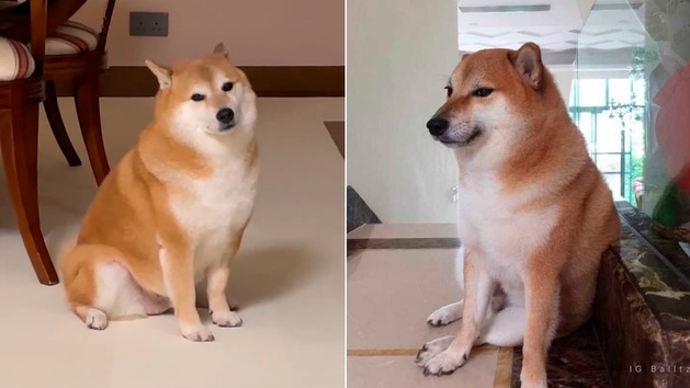 Muere Cheems, el perrito de los memes: Así era Ballitze en la vida real ...