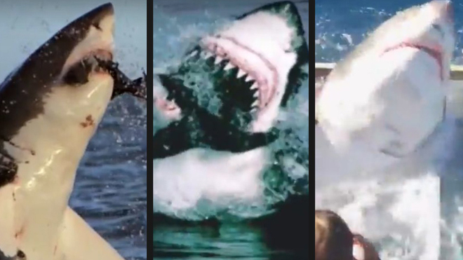 Los 10 mejores saltos de tiburones blancos jamás vistos en el mar ...