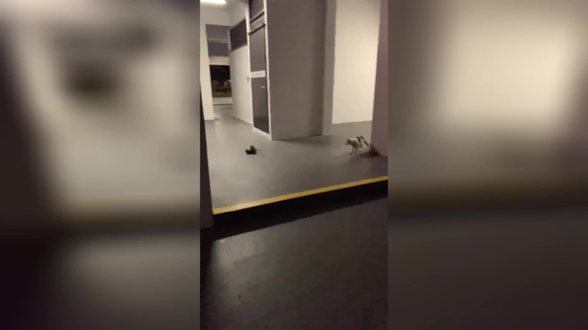 El nuevo vídeo viral nos deja la escena más surrealista: dos ratas ...
