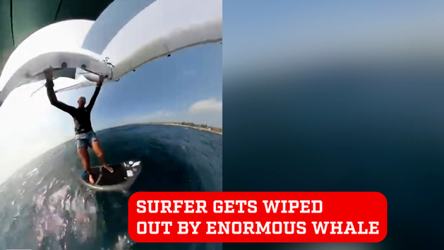 Surfer gets wiped out by enormous humpback whale - MARCA TV English