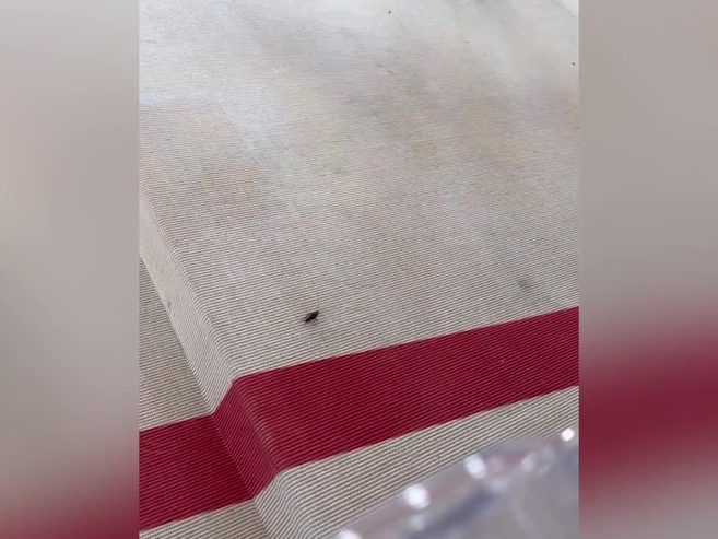 A cockroach struts Met Gala 2023 red carpet, steals spotlight from the ...