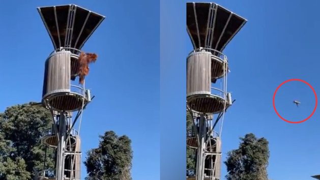 Orangutan horrifies zoo visitors by throwing helpless possum off a ...