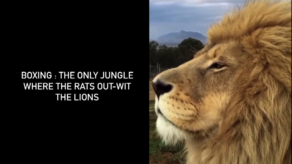 Boxing: Joshua's cryptic message: "Boxing: the only jungle where rats ...