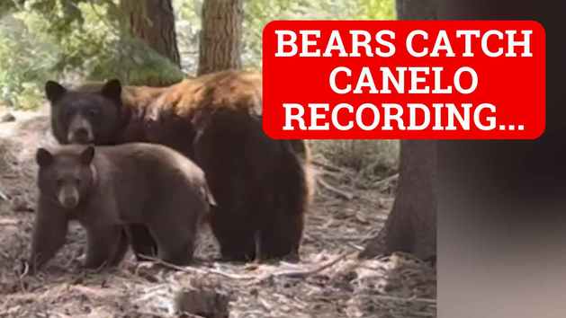 Canelo Alvarez has close encounter with wild bears - VIDEO - MARCA TV ...
