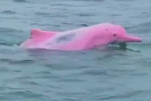 Delfín rosa es visto en el Golfo de México - MARCA MEXICO