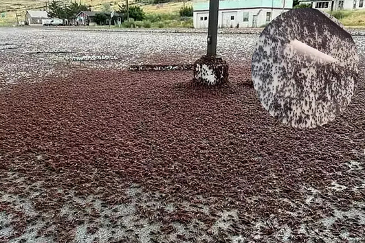 A huge crickets invation has descended on the US state of Nevada ...