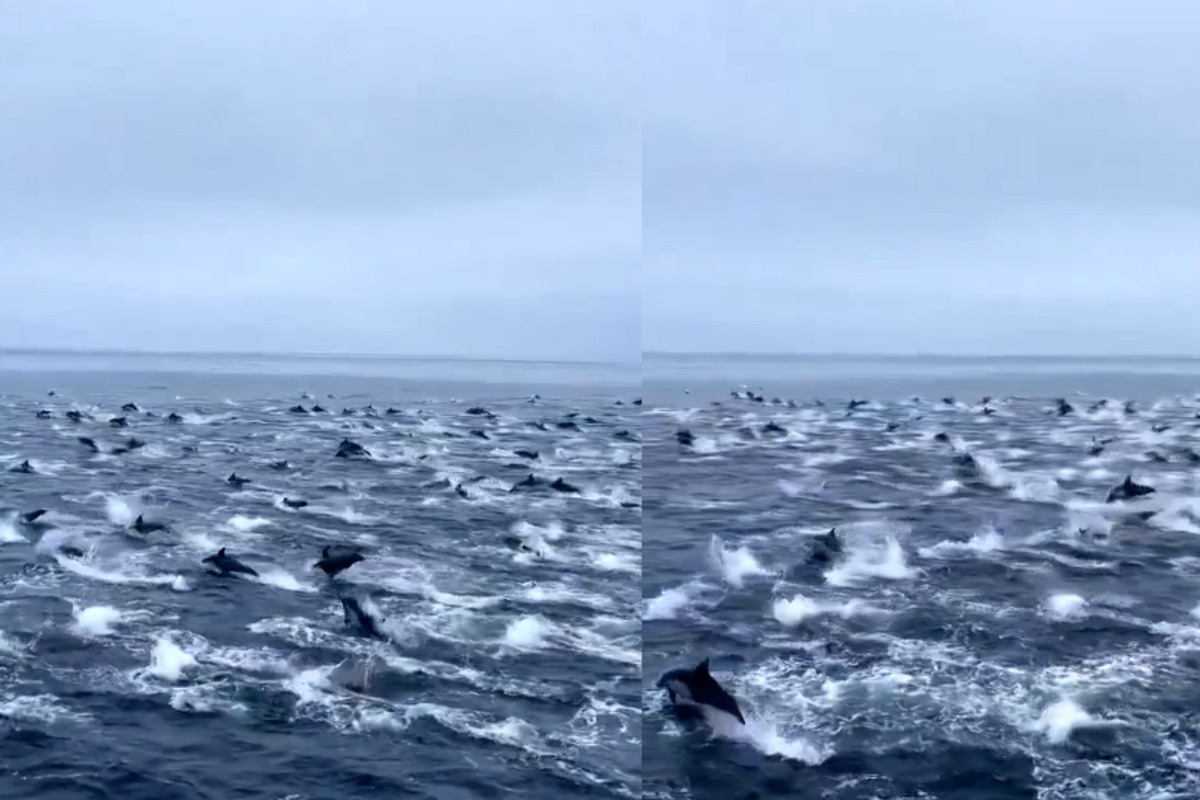 'The most beautiful thing I've ever seen': Hundreds of dolphins spotted ...