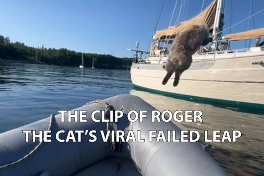 Roger the cat: the pet that went viral for his failed leap into the sea ...