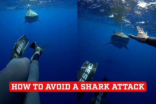 In shocking video, an experienced diver explains how to avoid a shark ...