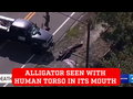 Massive alligator, that brutally devoured woman, spotted with her torso ...