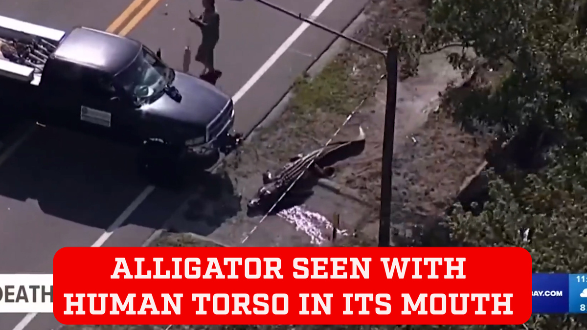 Massive alligator, that brutally devoured woman, spotted with her torso ...