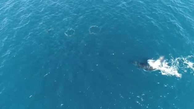 El impresionante ataque de una manada de orcas a una ballena jorobada y ...