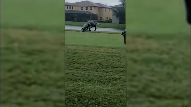 Three metre crocodile takes over Florida golf course | MARCA in English