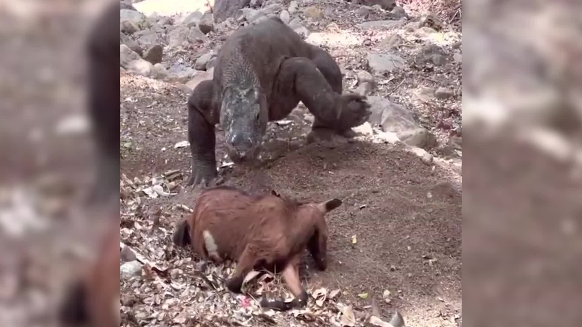 Dragon Eating Human