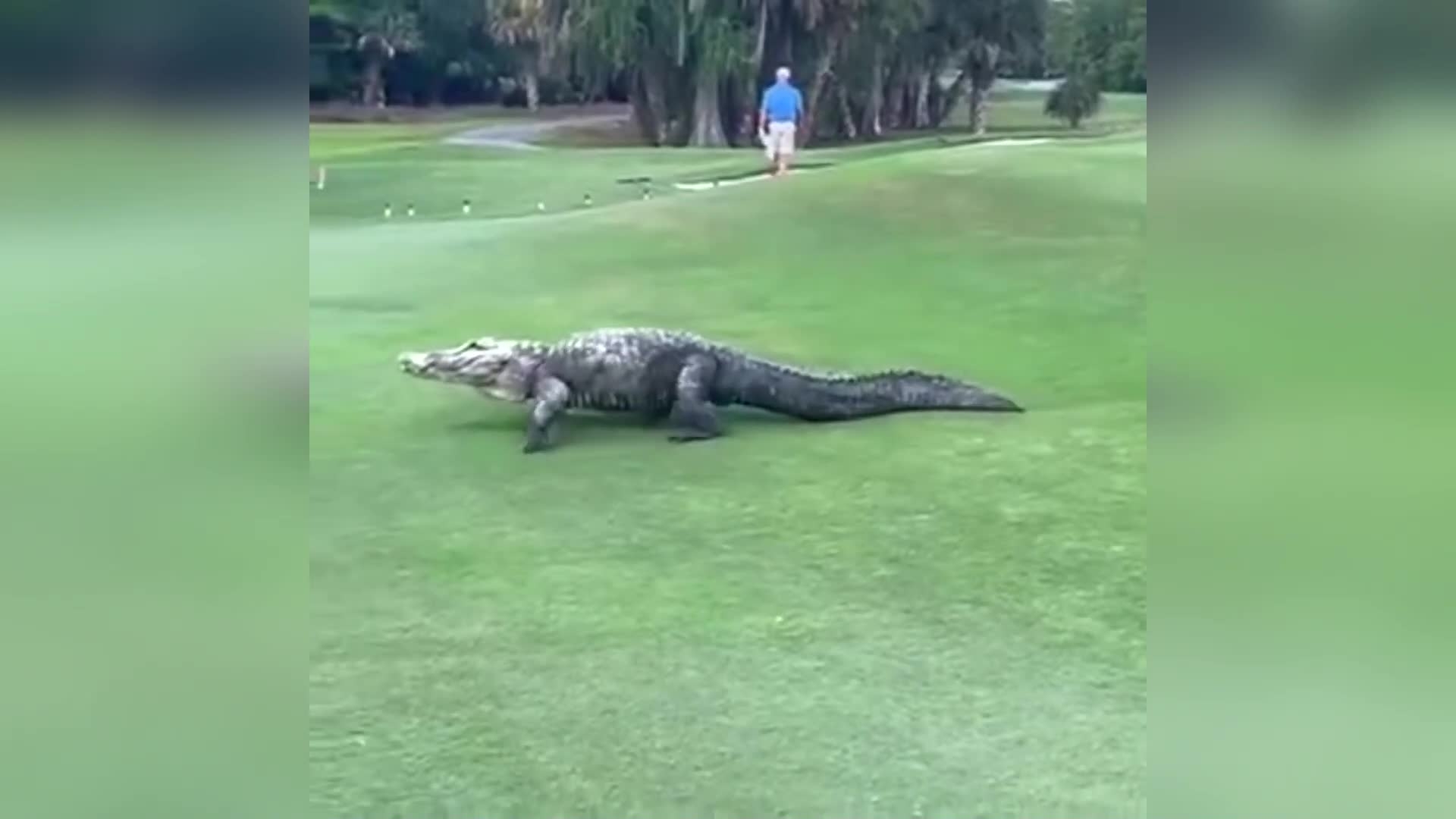 Giant Alligator