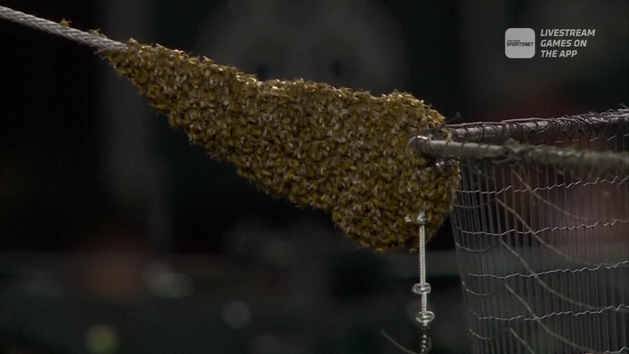 Moment: BEE-gone - Beekeeper turns hero at Diamondbacks game, goes on ...