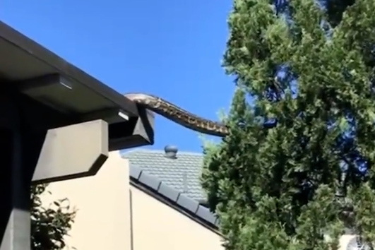 Five-meter long python surprises a family - MARCA TV English