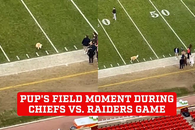Fans react to video showing a dog relieving itself on the Arrowhead ...