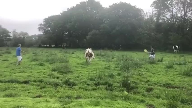 Tennis players use cow as net | MARCA in English