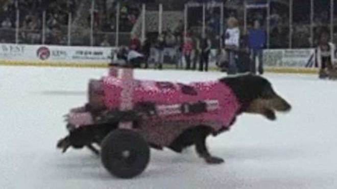 Un perro sin sus patas traseras conquista al mundo del deporte | Marca.com