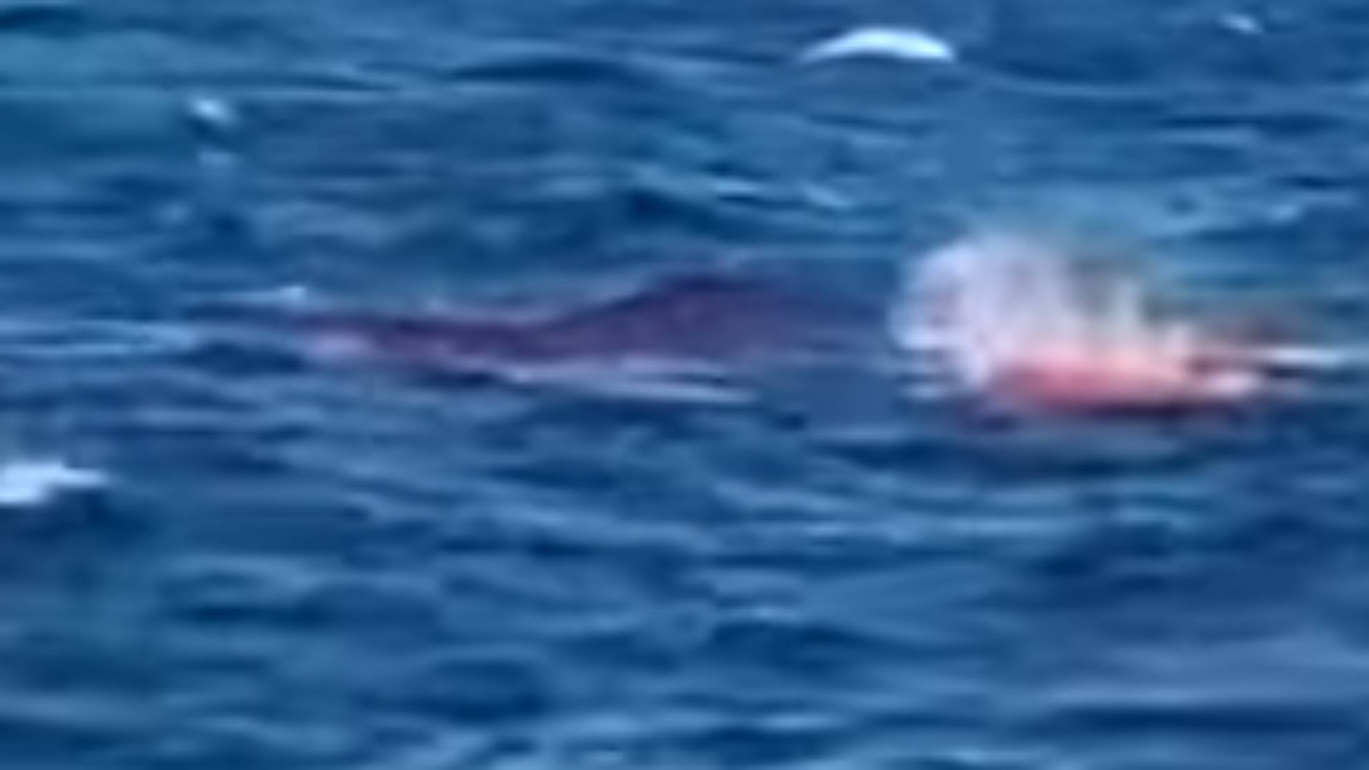 Sharks Eating People Real