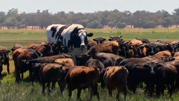Knickers, la vaca gigante de dos metros de altura - EXPANSIONTV